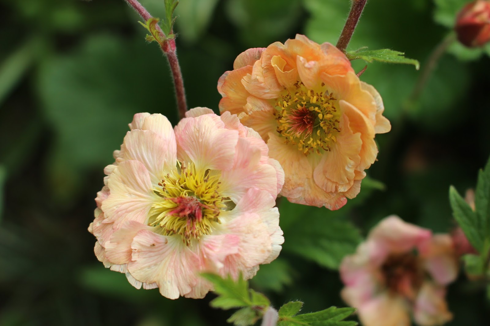 Notre jardin secret.: A la mi mai