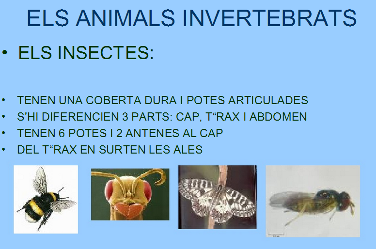 3r PRIMÀRIA 12/13 - CEIP CAN COIX: Els Animals Invertebrats
