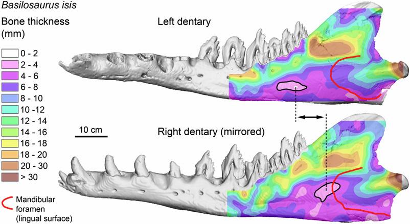 The Coastal Paleontologist: The "King Lizard" and the origin of cranial ...