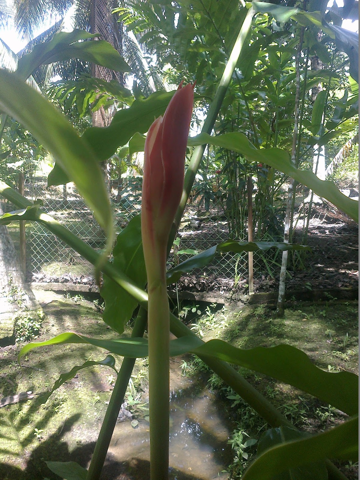 cik azz: Oh si kantan!