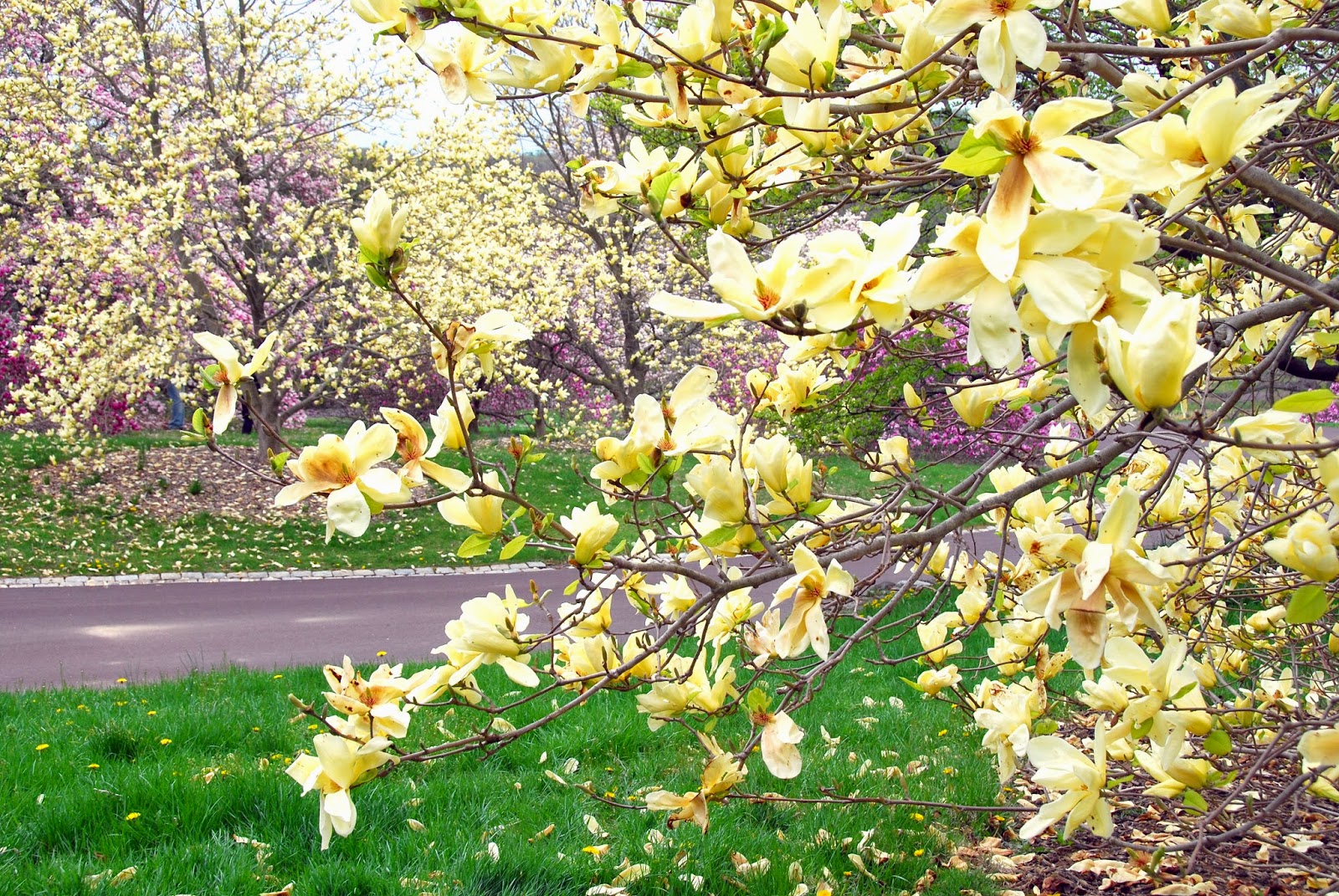 Morris Arboretum: Magnificent Magnolias
