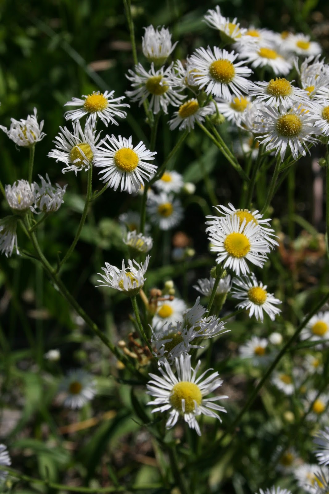 Native Florida Wildflowers: June 2015