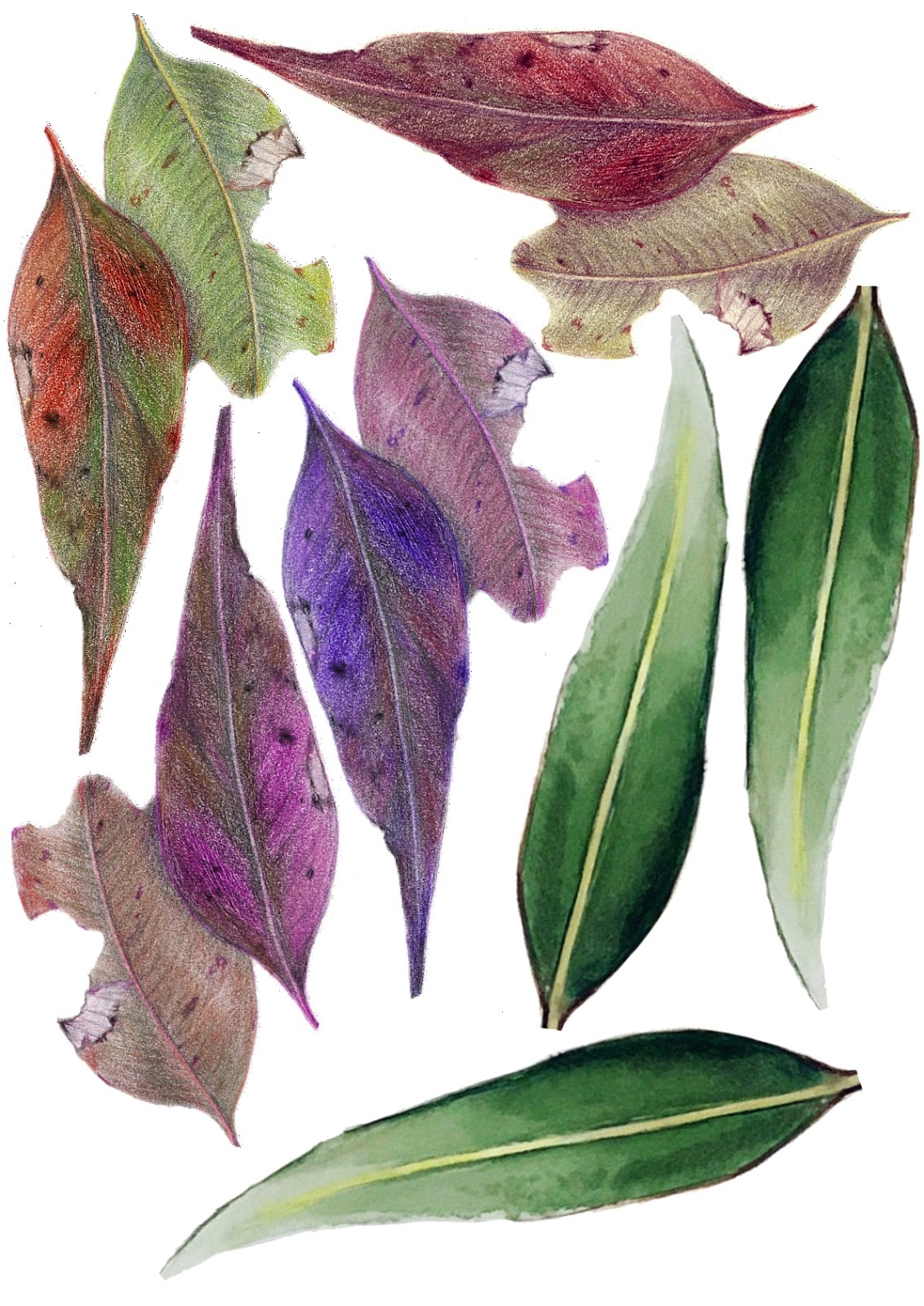 MIXED MEDIA SCRATCH ART - Frogs