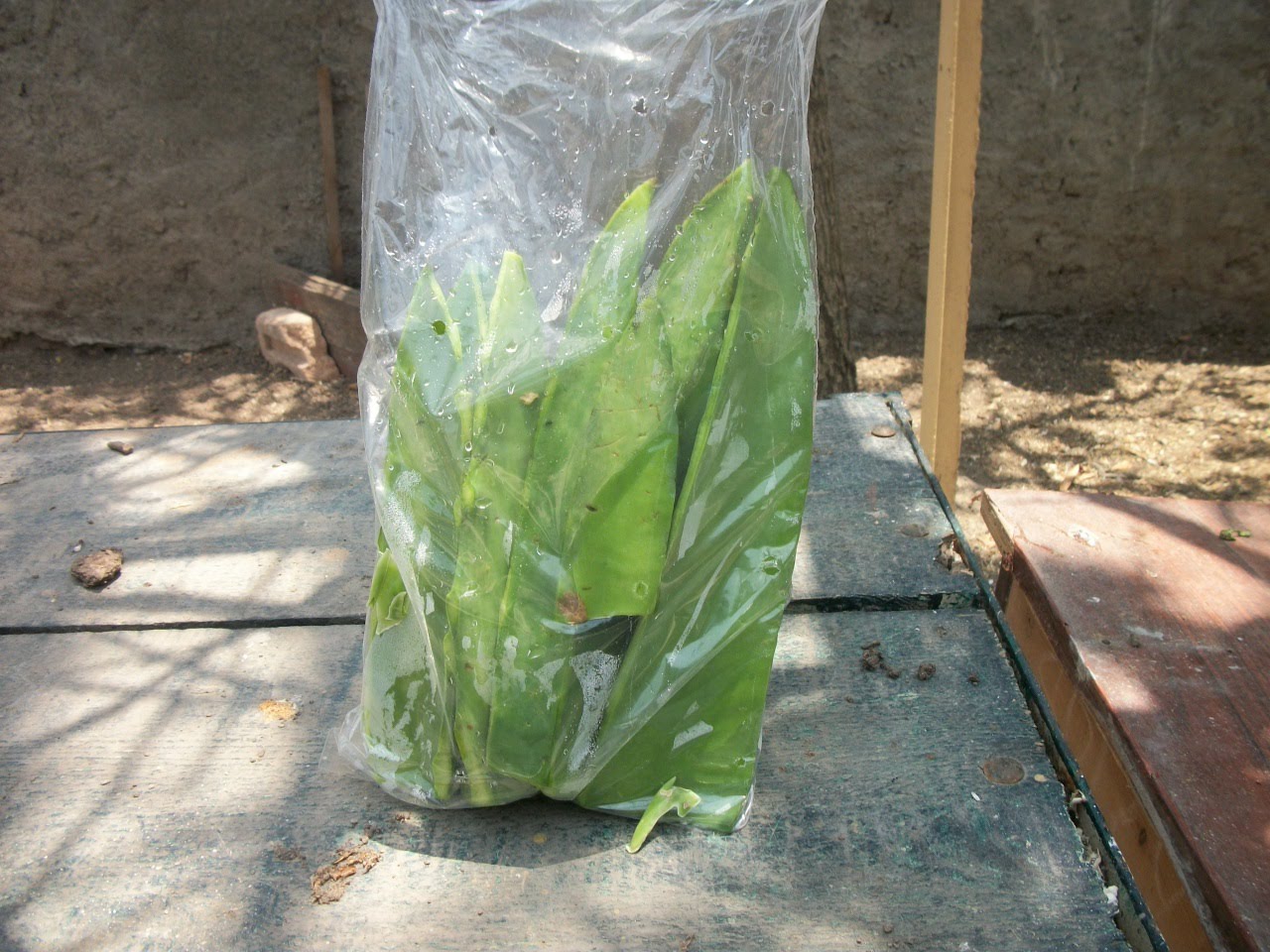 CRIADOR DE LA TORTUGA DE TIERRA,GOPEHRUS BERLANDIERI: COMIENDO JACUBES