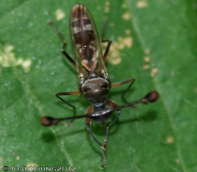 South African Photographs: Stalk-eyed Fly ( Diasemopsis)