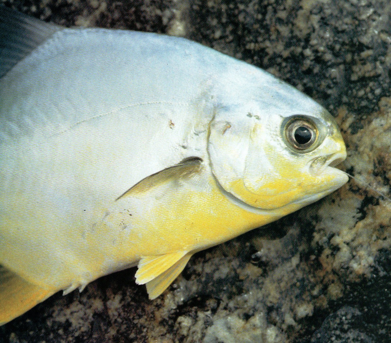 Revista Aruanã Lazer e Esporte no Meio Ambiente: DICA: É ÉPOCA DE PAMPO