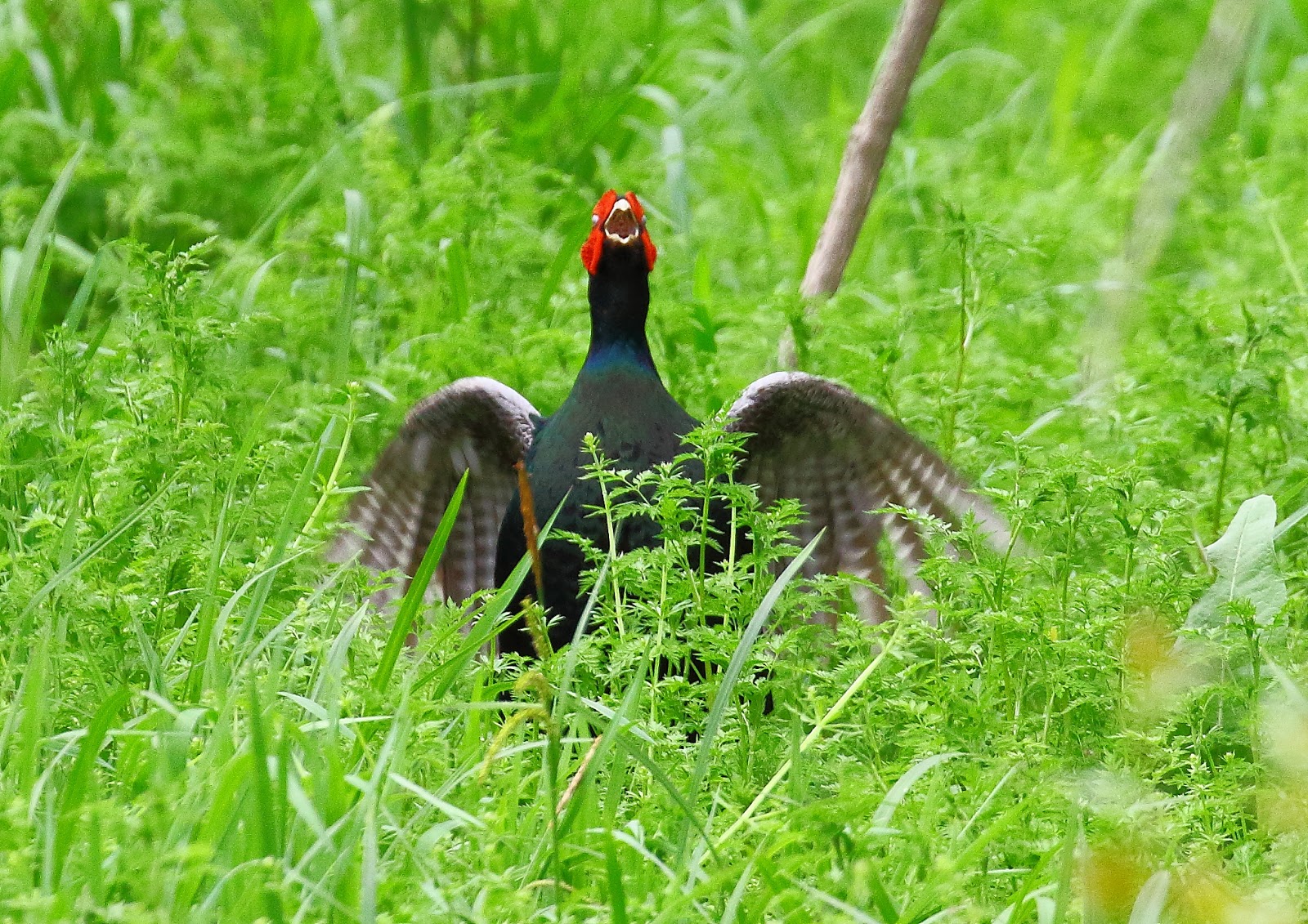 〓Zipang_Club Hirakata Diary Blog: 2017/04/18 淀川河川敷枚方地区の野鳥撮影 コジュケイ ...