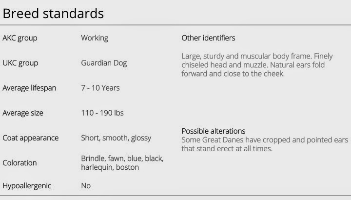 Everything about your Great Dane - Luv My Dogs