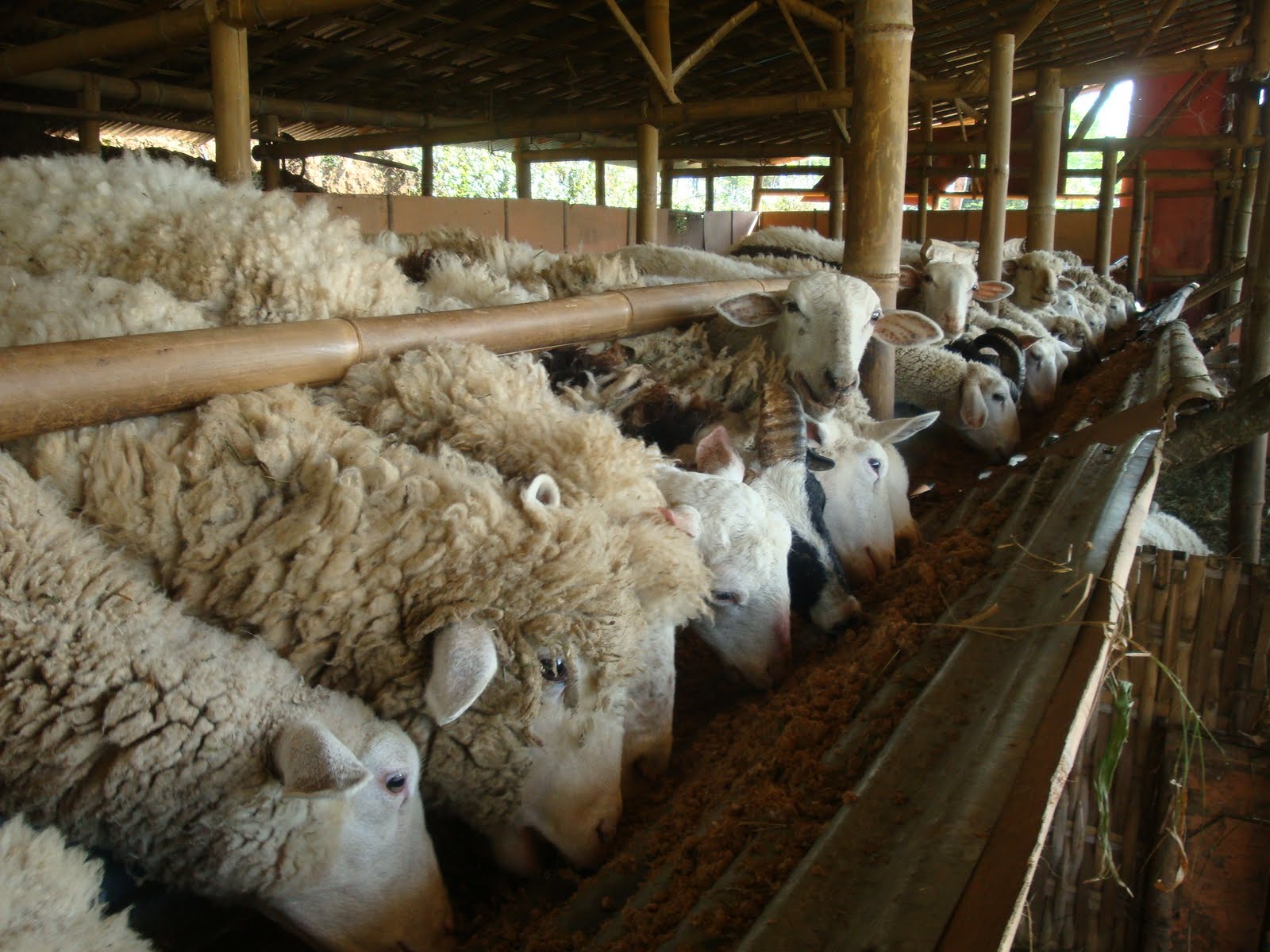 Peternakan: Jual Domba Merino dombos (Grosir: 1 kandang)