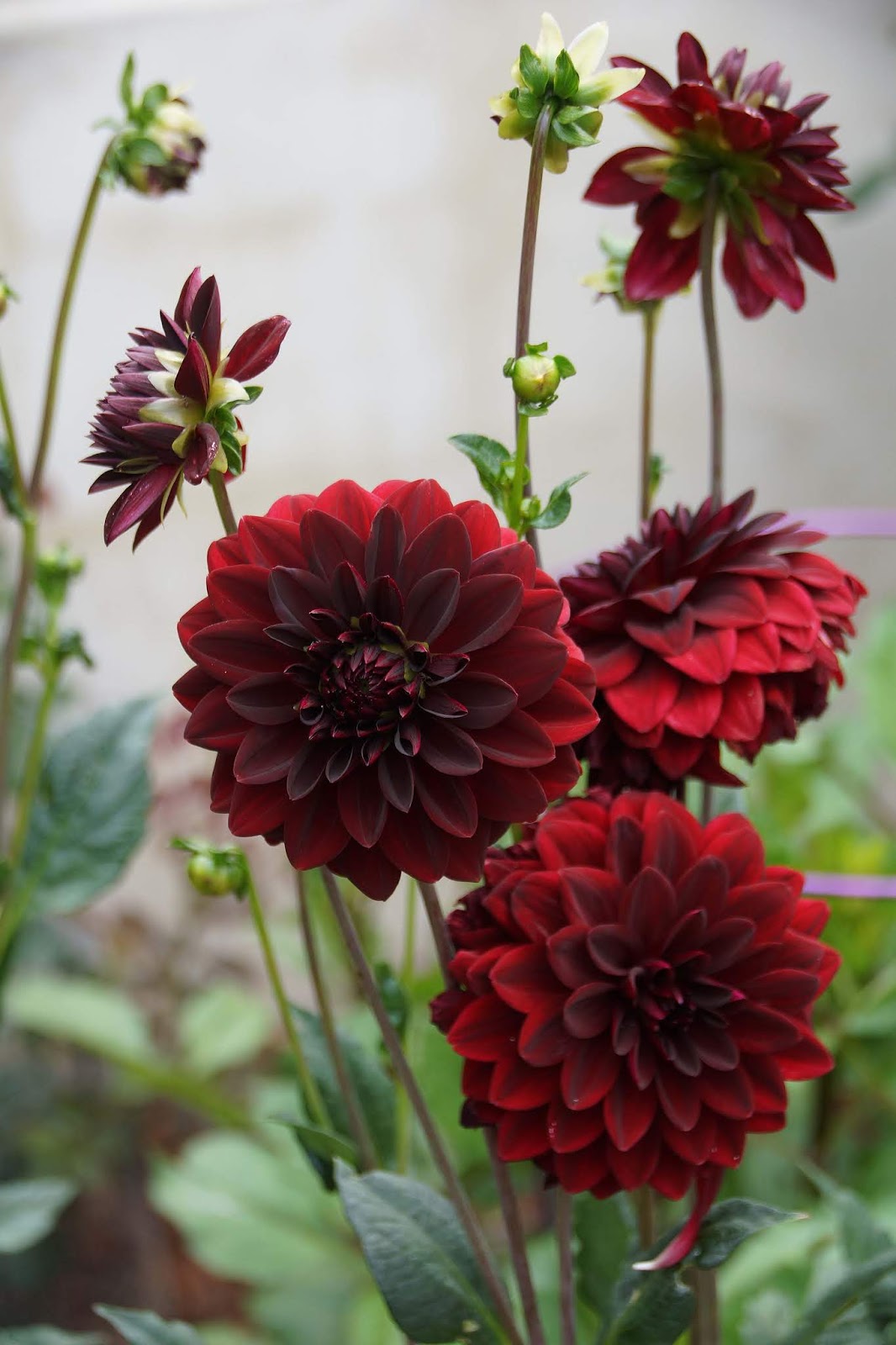 Some Of This Year's Dahlias