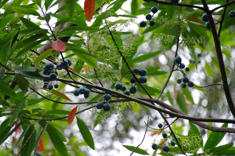 Trees and Plants: Blue Marble Tree (Elaeocarpus Angustifolius)