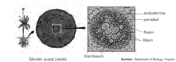 Jaringan Penyusun Akar, Anatomi Akar (Epidermis, Korteks, Endodermis ...