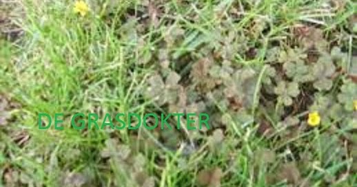 Rode Klaver(zuring), springkruid - De Grasdokter
