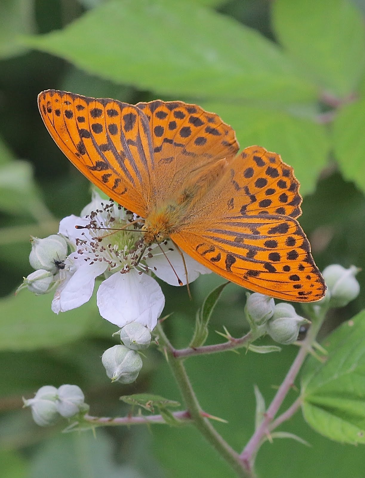 Butterflies of the UK. an insight into their lives: Silver-washed ...