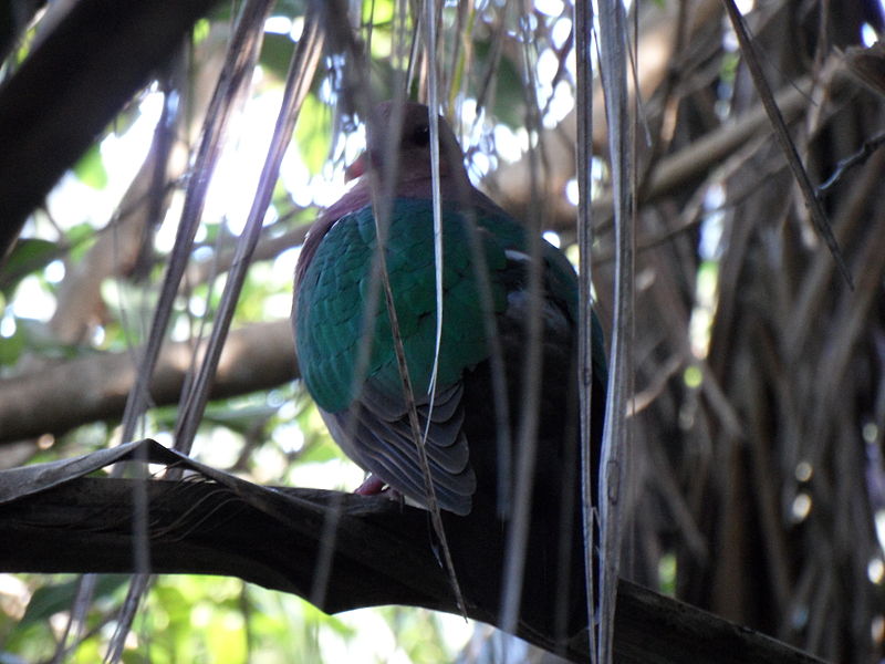 Adventure_exploration: Lord Howe Island