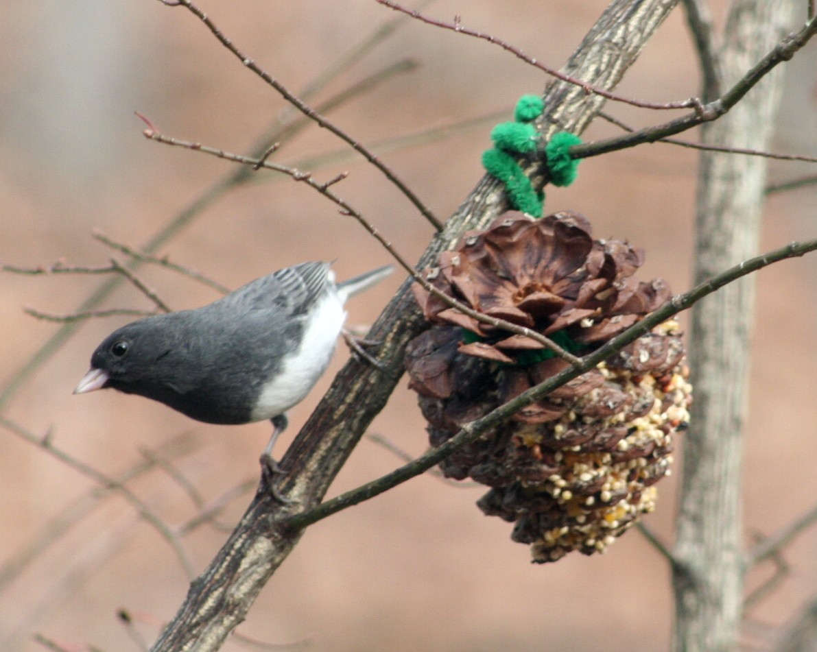 Appalachian Journal : More Pine Cone Birds!