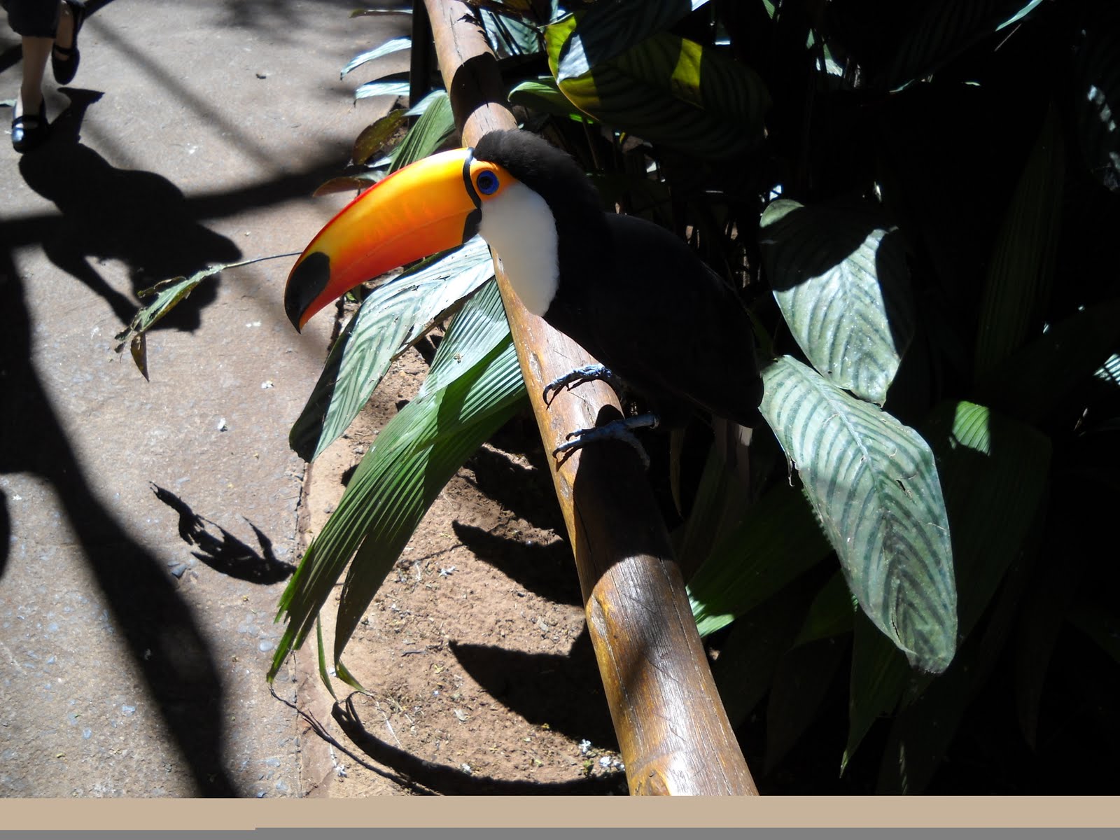 Imagenes De Amor Y Amistad: Imagen Aves - Tucanes