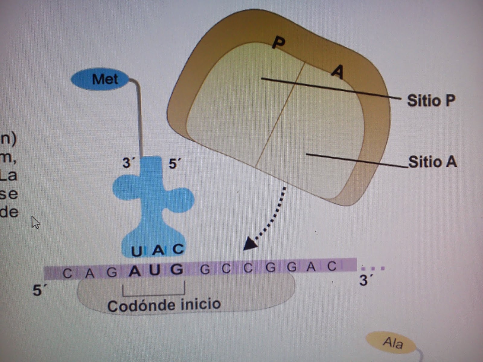 BIOLOGÍA CELULAR Y MOLECULAR: V. Ribosomas