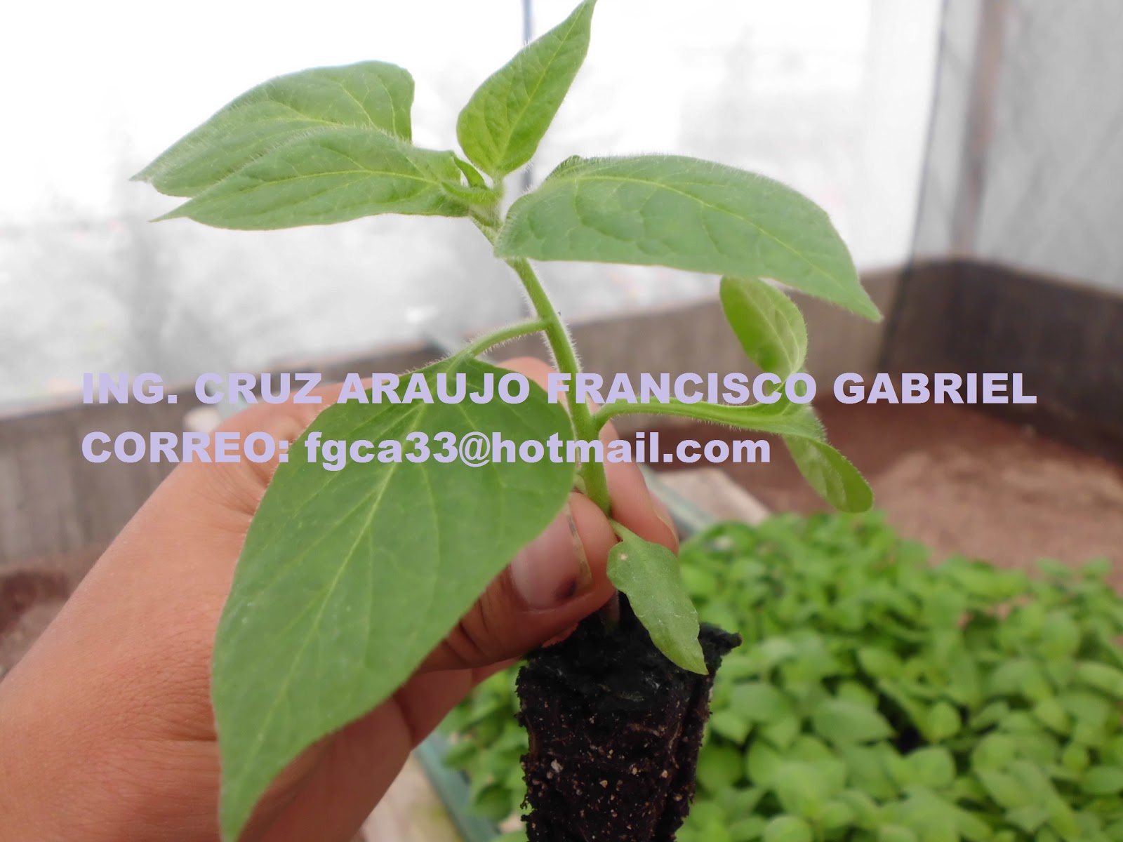 Producción de chile manzano, chile cera, chile peron o manzano pepper ...