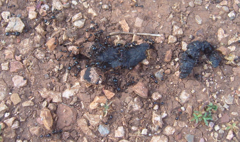 Lisi's Nature Pix: ants finding food in scat of pole cat or marten
