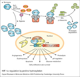 Regulated Transcription: HIF-1 Alpha: HIF-1 Alpha