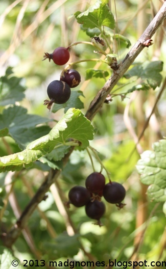 Adelaide Kitchen Gardeners: Jostaberry