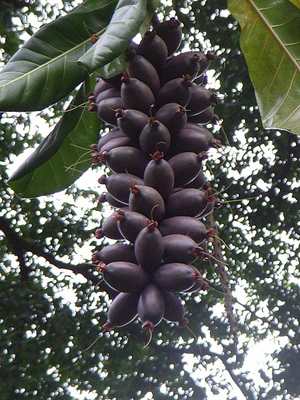 biojojo: Kenari/ Canarium commune L.