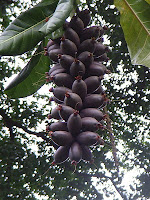 biojojo: Kenari/ Canarium commune L.