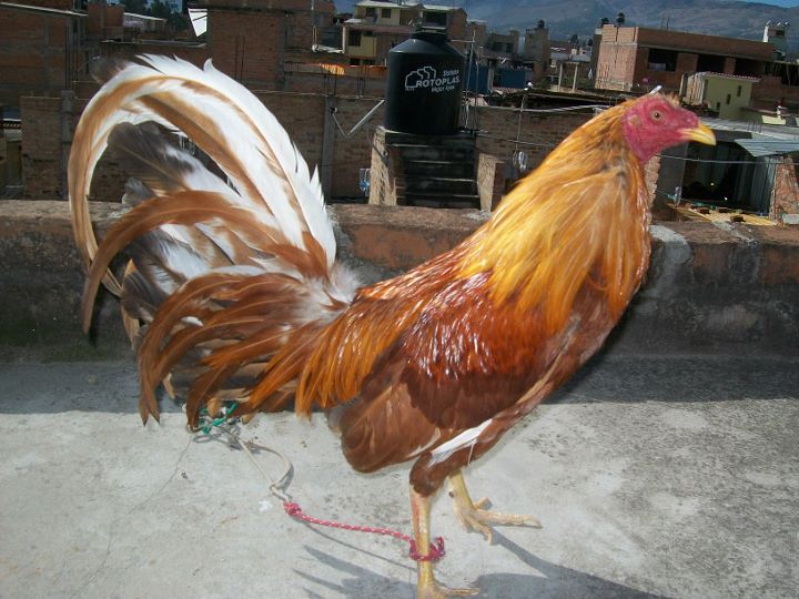 Razas Mas Conocidas Gallos Finos
