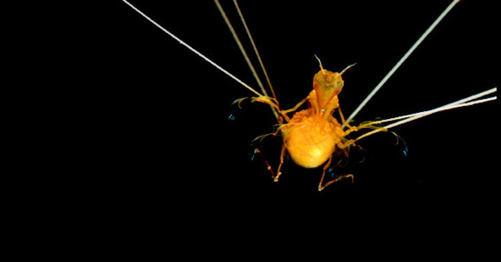 Real Monstrosities: Munnopsis