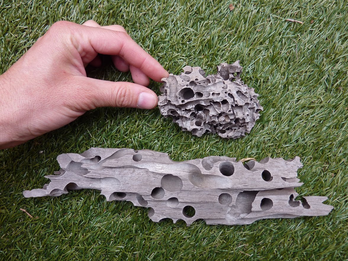 Cuaderno de Campo y Taller: Bankia, los moluscos que esculpen la madera.