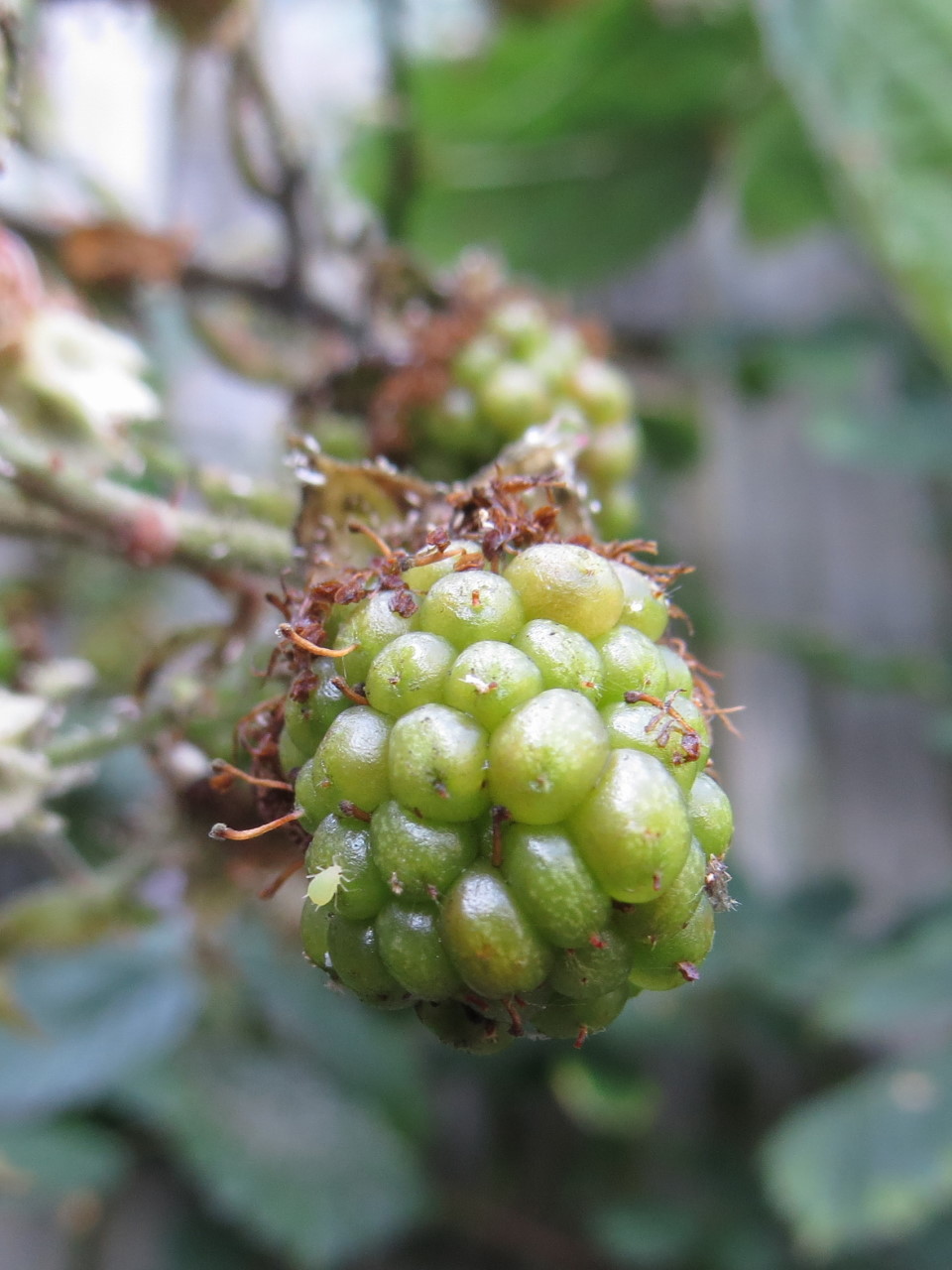 God is in de stilte: De braam van knop naar vrucht
