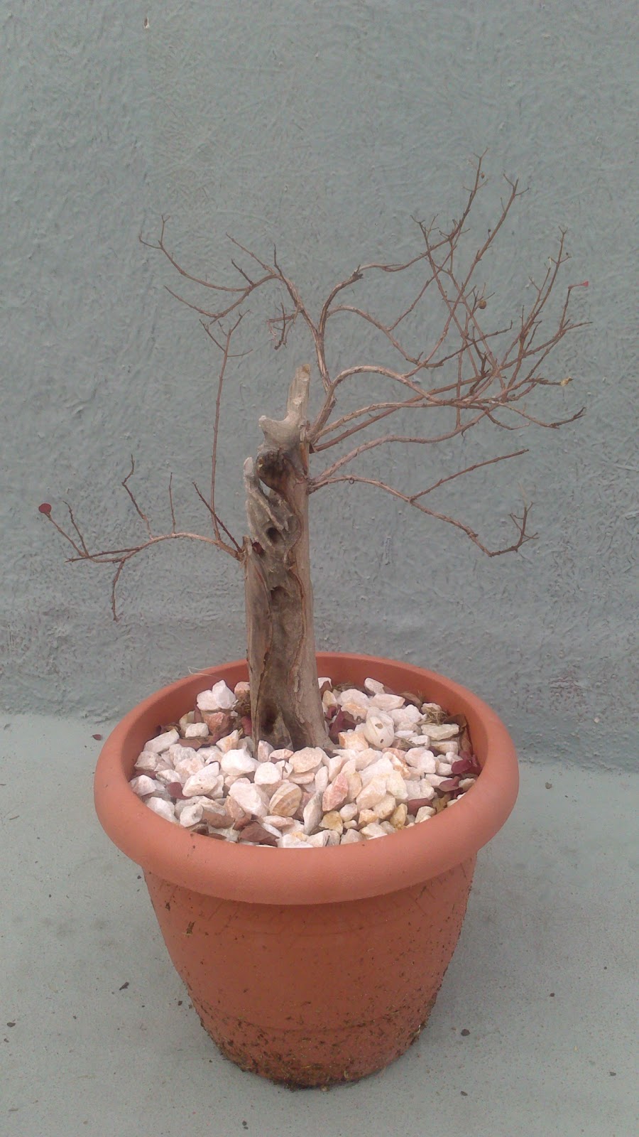 Bonsai de andar por casa...: Árbol de Júpiter - Lagerstroemia indica