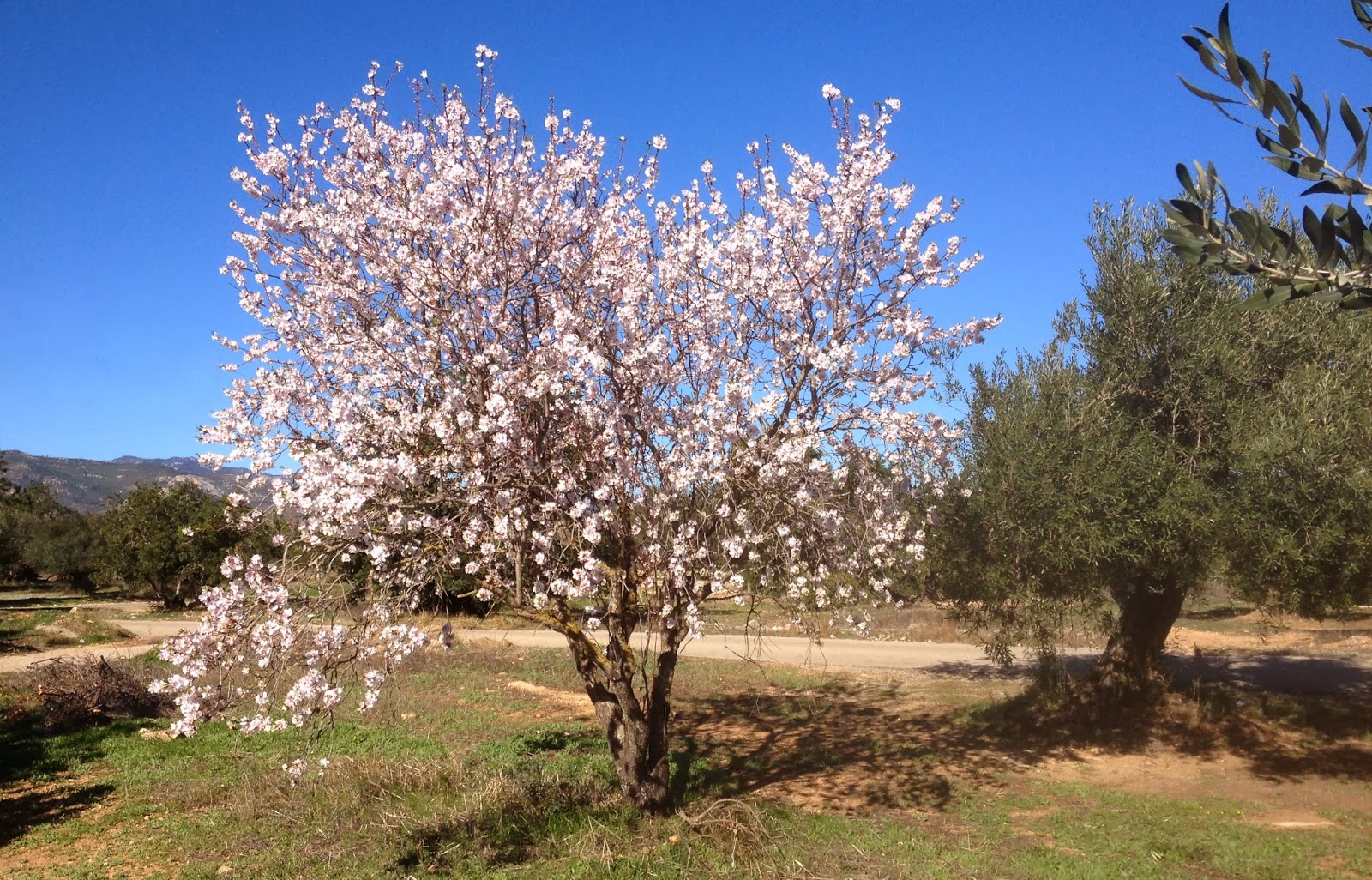Apunts d'un pintor: Ametller florit