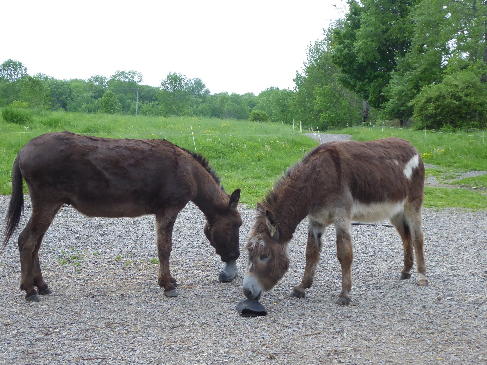 The Dancing Donkey: Hanging with the Bros