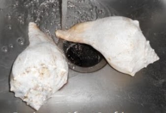 Pennsylvania & Beyond Travel Blog: How to Clean and Preserve Conch ...