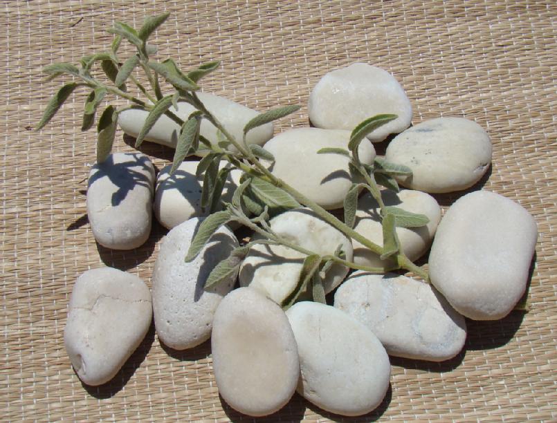 AromaTherapy Cosmos: Φασκόμηλο, το βότανο που προστατεύει