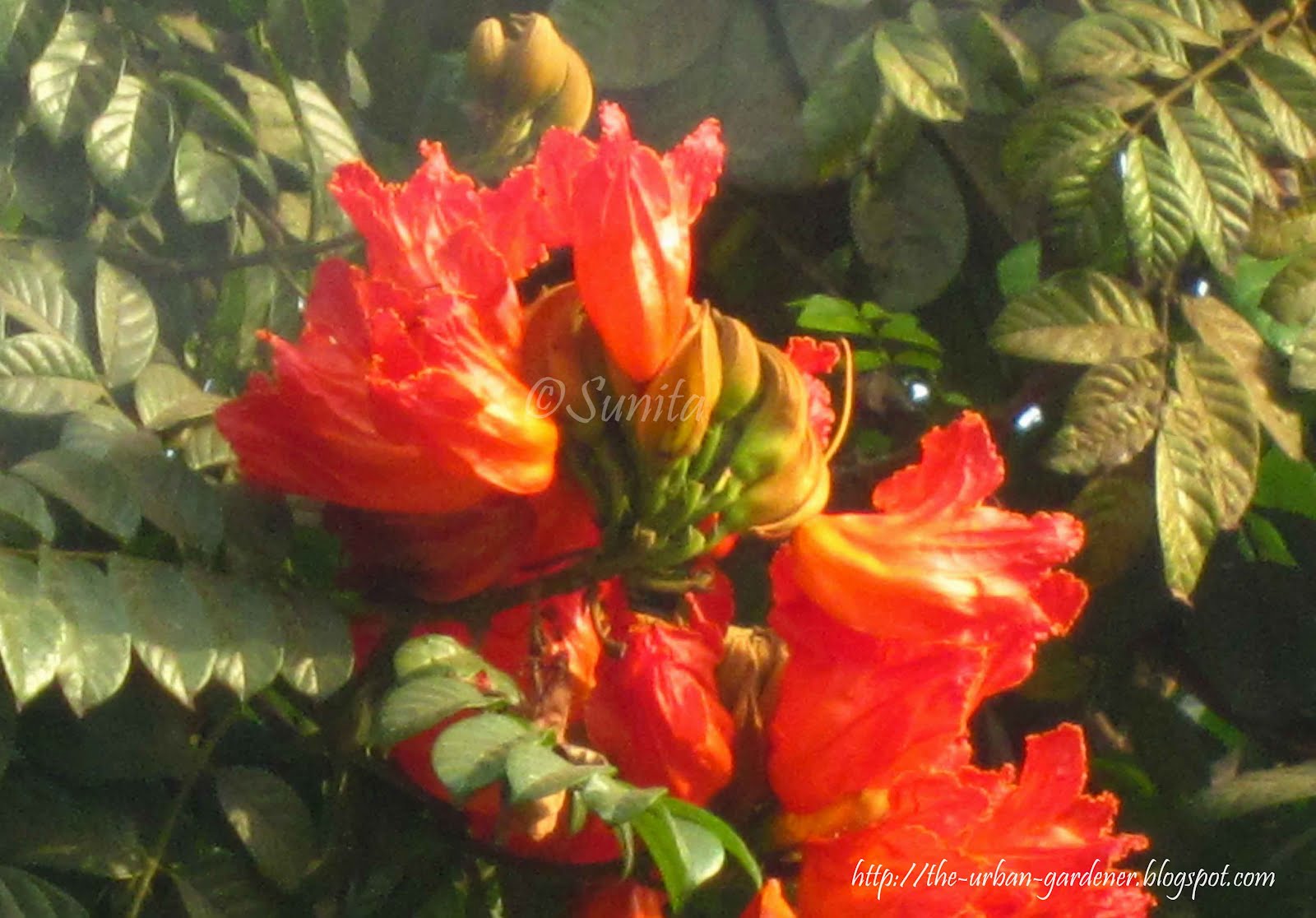 The Urban Gardener: Mumbai : a time for blooming!