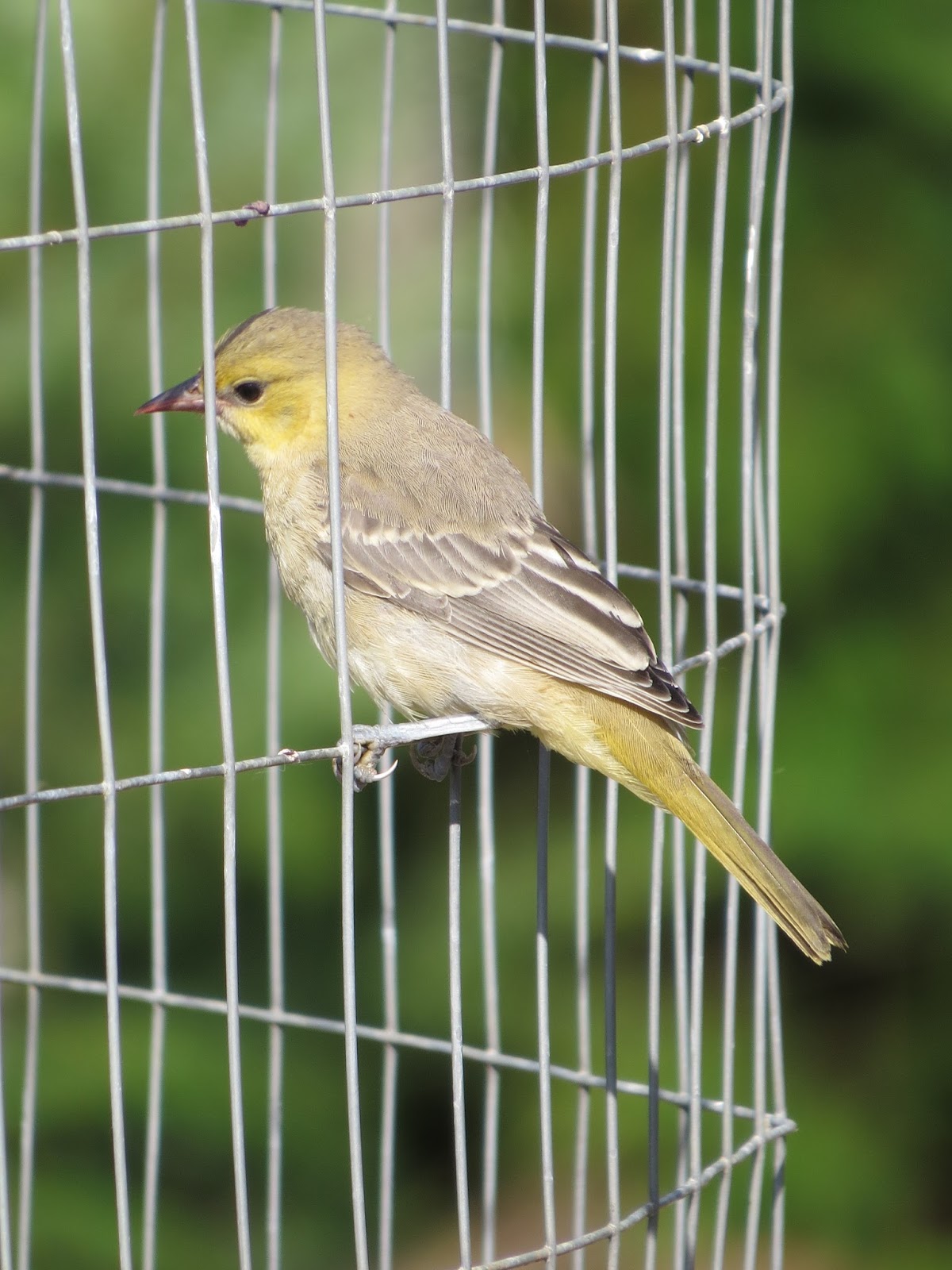 Garden Grumbles and Cross Stitch Fumbles: Young Birds and a New Bird