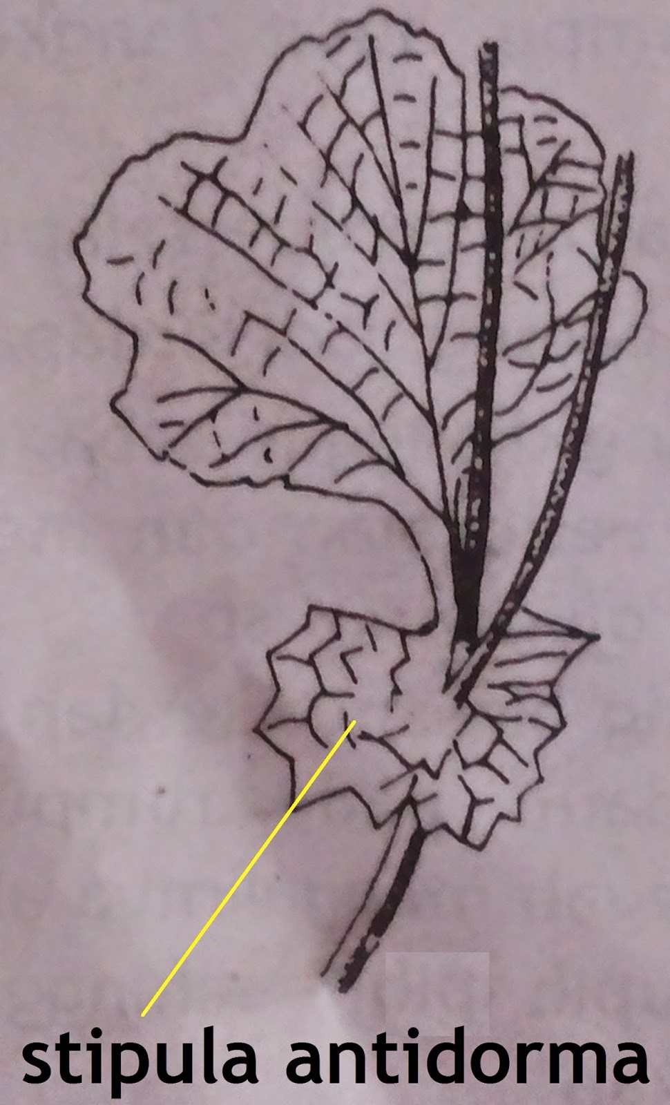 Bagian Bagian Daun ~ MUNAWI INSIDE