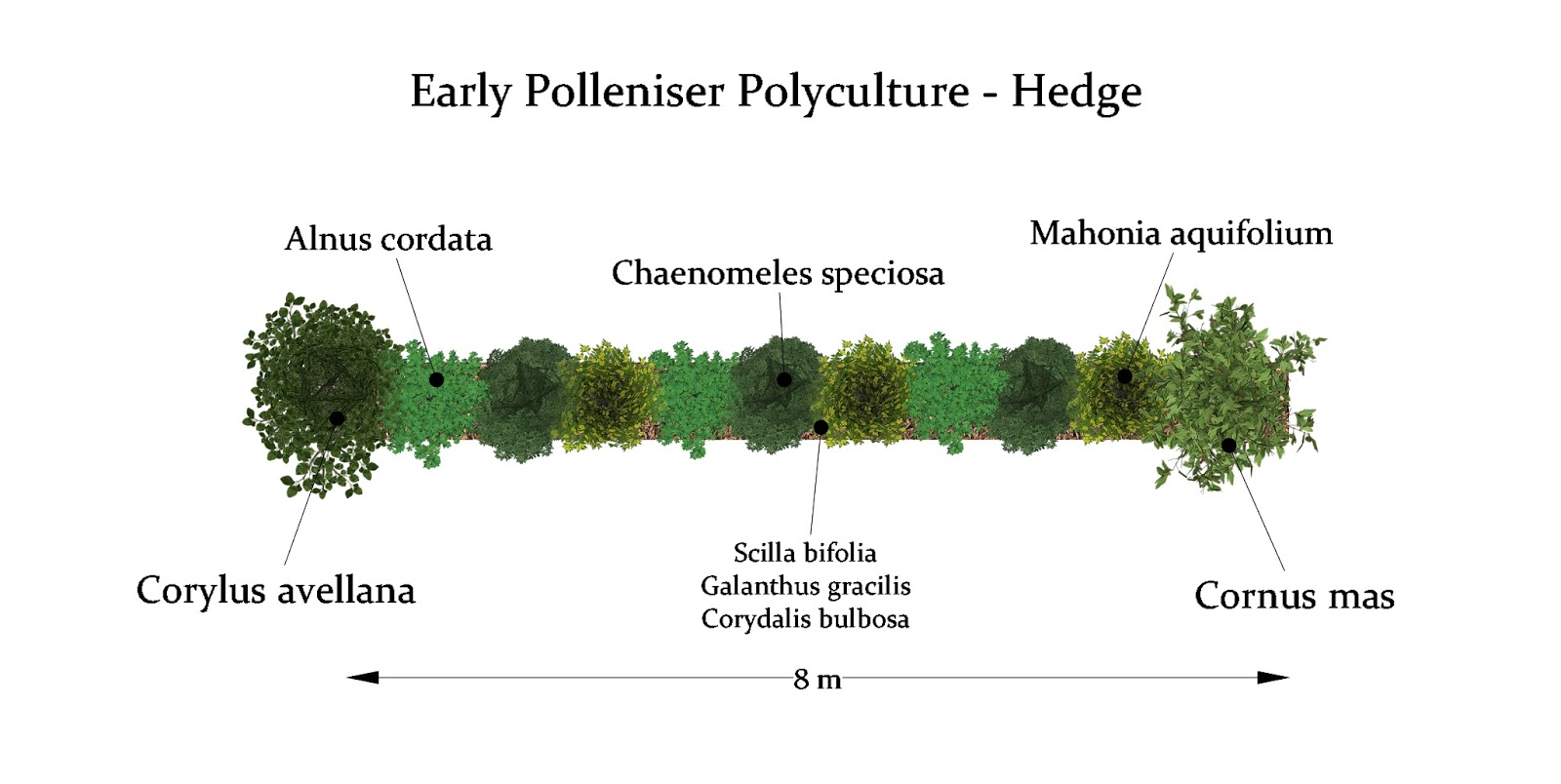 Balkan Ecology Project : The Early Polleniser Polyculture - A Support ...