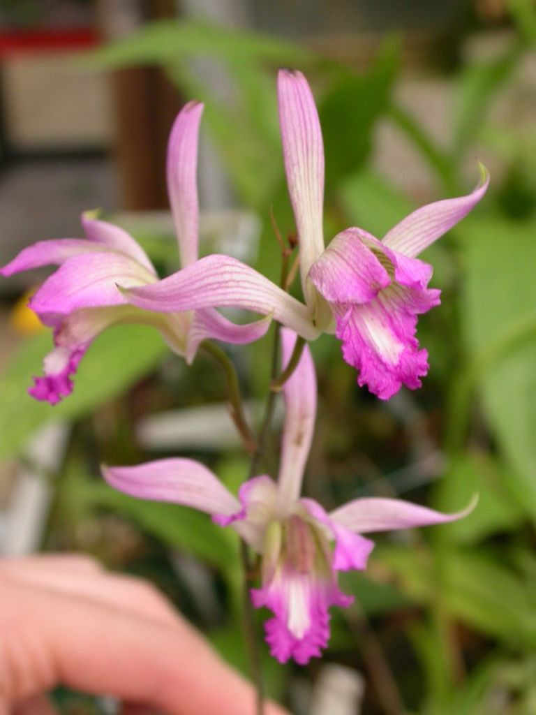 ORQUIDEAS MEXICANAS: Bletia reflexa
