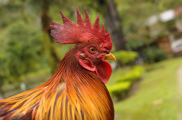 ℛooster and the Hen Became Friends Short Story African Folklore