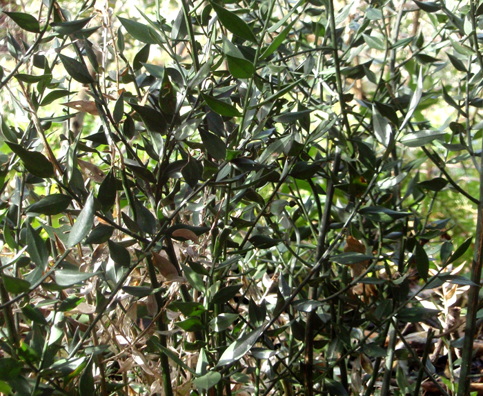 EL RUSCO (Ruscus aculeatus) Características, cuidados y cosas curiosas.