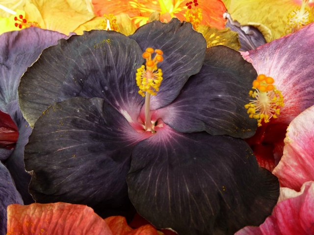 Health, Love and Entertainment: Black Hibiscus - Hibiscus Angel's Black ...