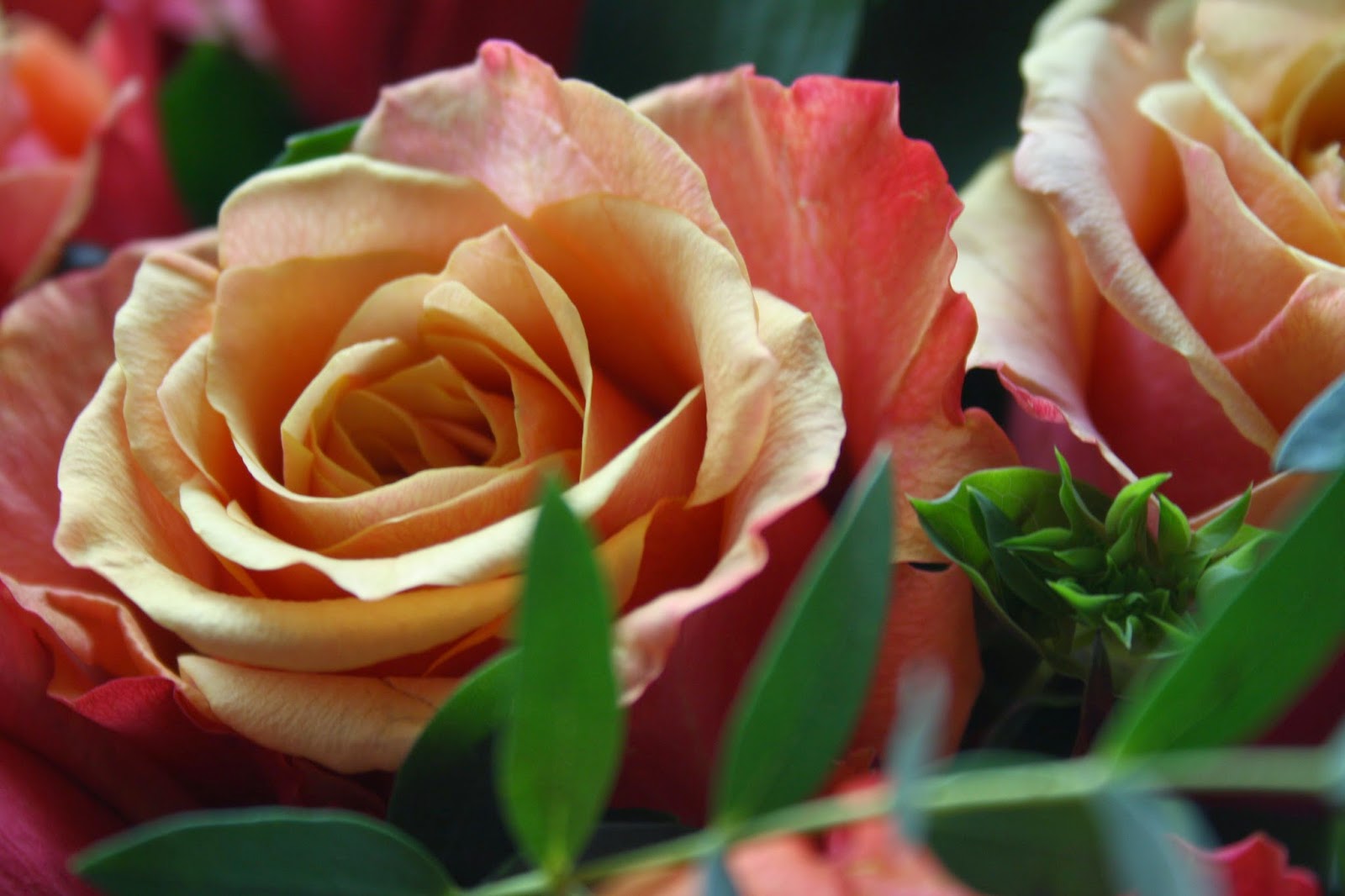 LIFESTYLE: Two Tone Roses From Appleyard London / Georgina Does