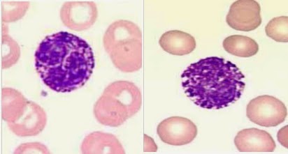 Fichero de Hematología: Morfología normal de las células sanguíneas.