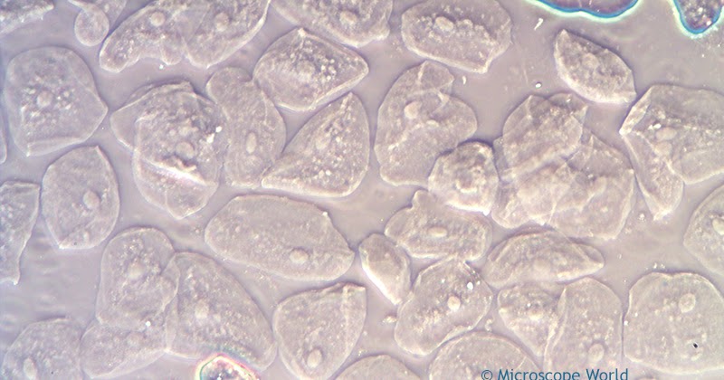 Microscope World Blog: Cheek Cells under Phase Contrast Microscope