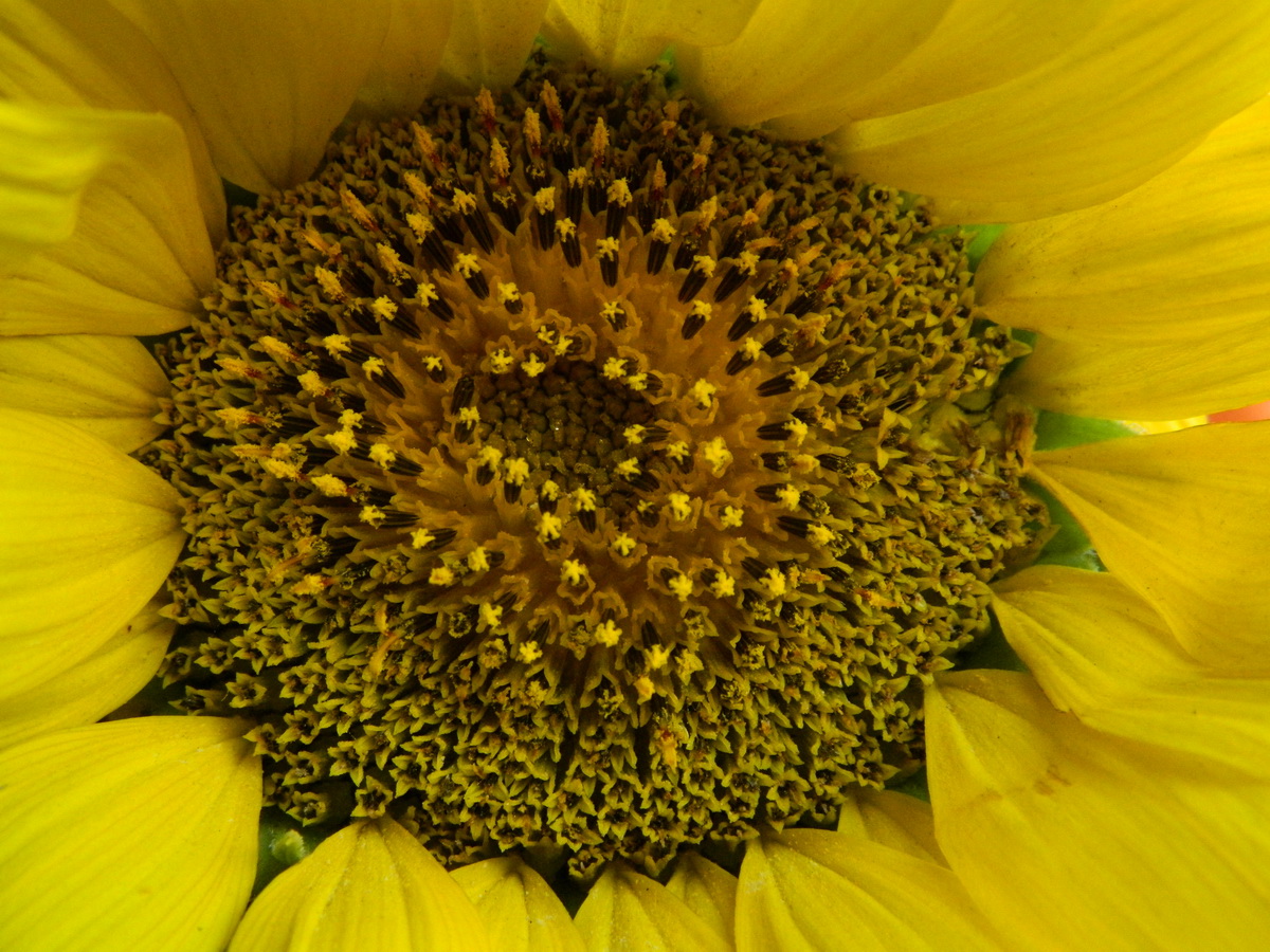 LA MULTI ANI, ROMANIA!: Prim planuri cu centrul florii soarelui