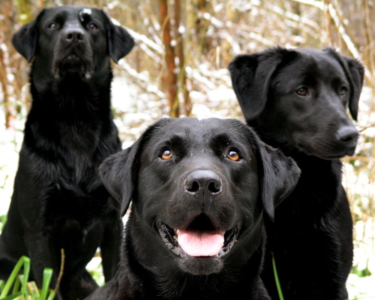 Labrador Retriever - The Right Dog For You? | Dog Breeds - All types of ...